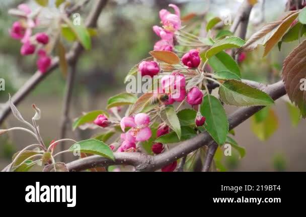 Bee pollinating blooming pink apple tree close-up in spring. seasonal ...