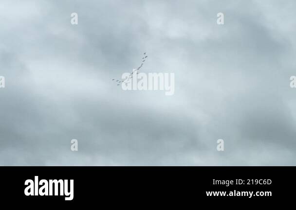 Flock of birds is flying in a v formation and changing direction in the ...