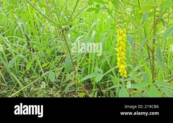 Crotalaria trichotoma plant growing wildly in the thick bushes field ...