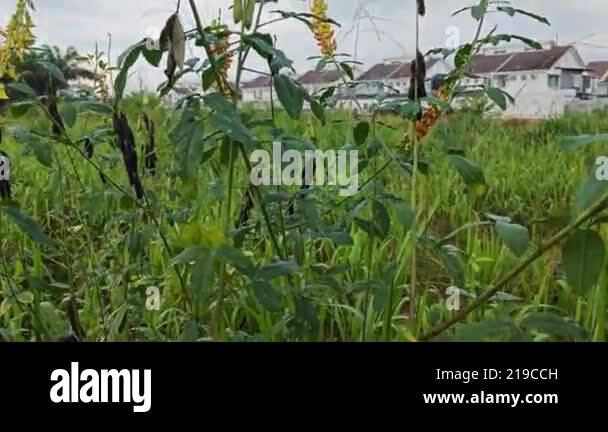 Crotalaria trichotoma plant growing wildly in the thick bushes field ...