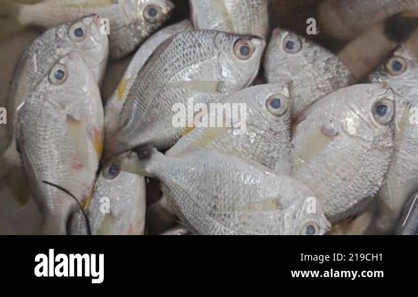 fresh threadfin silverbiddy fishes for sale at the wet market Stock ...