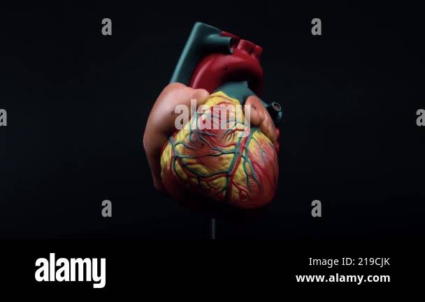 4K Video of Anatomically Accurate Human Heart Model Rotating in Dark ...