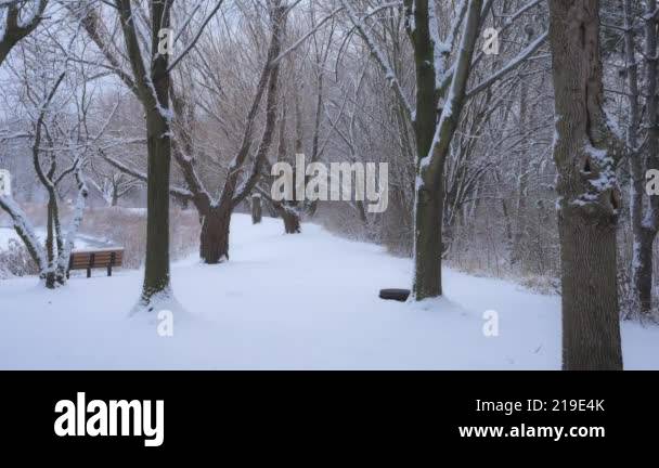 Snowfall in a wild park, snow flakes of are slowly falling, Slow motion ...