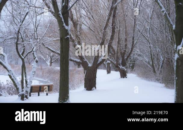 Snowfall in a park, snow flakes of are slowly falling, Slow motion shot ...