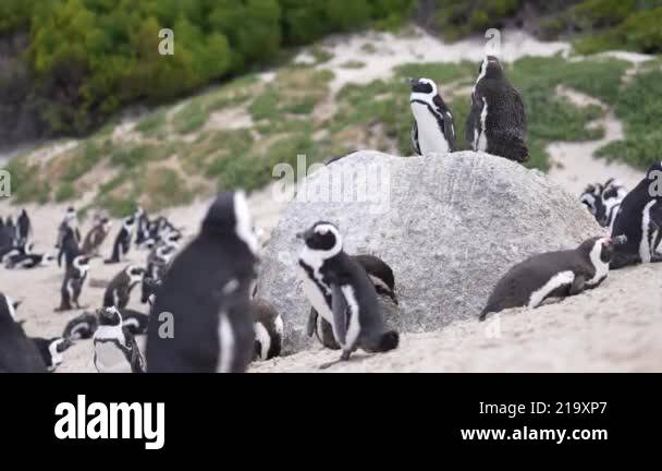 African Cape Penguins Waddle on Beach of South Africa 60fps 4k Stock ...