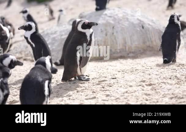 Sunbathing animals Stock Videos & Footage - HD and 4K Video Clips - Alamy