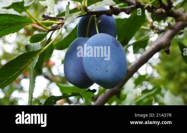 Ripe blue plums on a tree branch. Cultivation and harvesting of organic ...