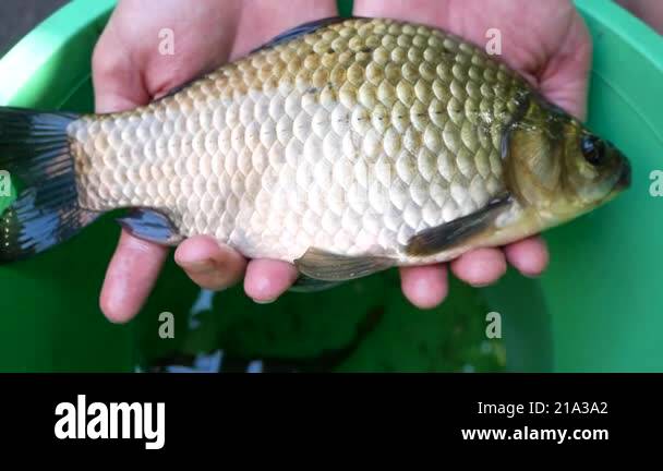 A large, live, freshly caught crucian carp in the hands of a fisherman ...