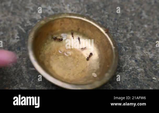 Ants on brass vessel. These ants are eating the sweet Offering left in ...