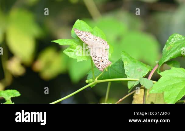 Butterfly species of asia Stock Videos & Footage - HD and 4K Video ...