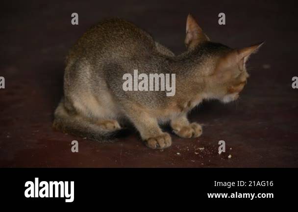 Small brown cat eating biscuit. Cats are independent, curious felines ...
