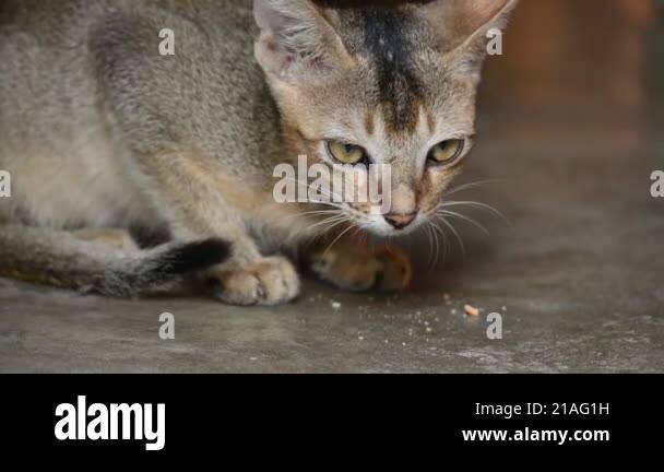 Small brown cat eating biscuit. Cats are independent, curious felines ...