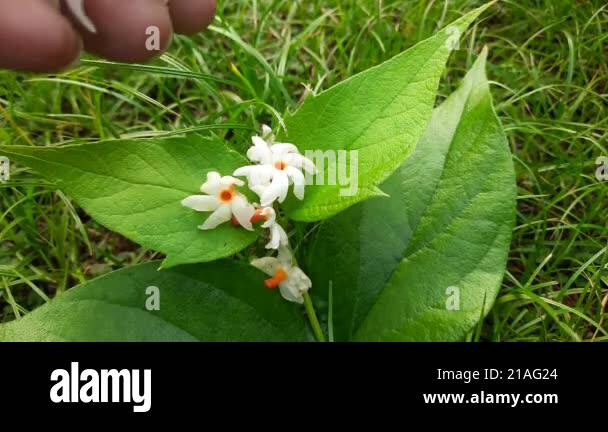 Nyctanthes arbor tristis flower. It's other names night blooming ...
