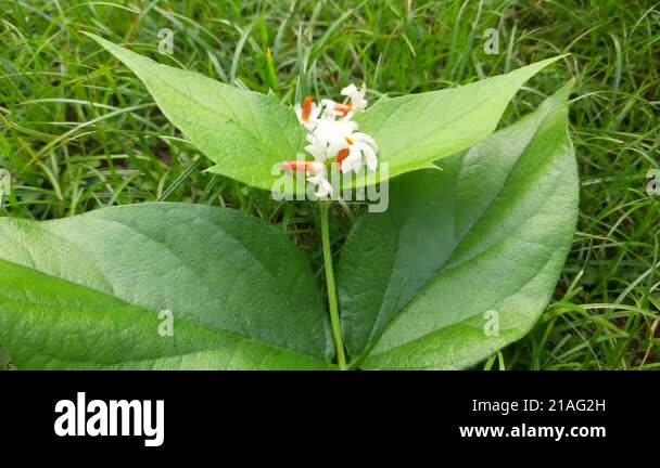 Nyctanthes arbor tristis flower. It's other names night blooming ...