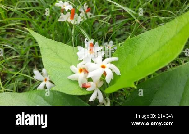 Nyctanthes arbor tristis flower. It's other names night blooming ...