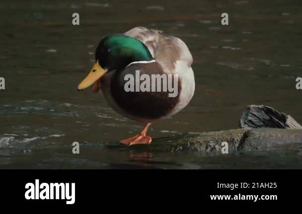 Duck and drake swim in the pond looking for food. Duck pond with water ...