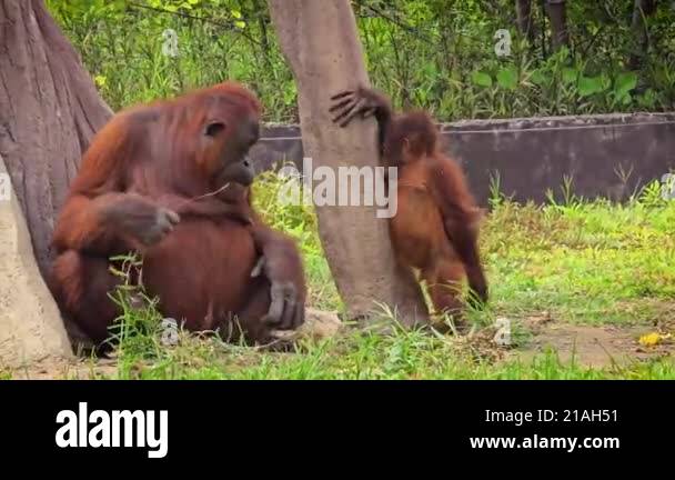 Orangutan in their natural environment, looking playful and doing ...