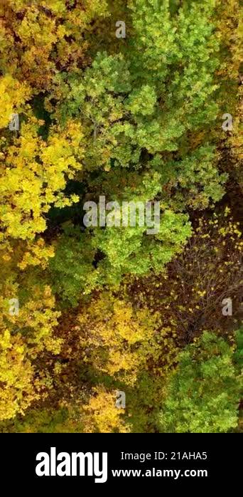 Amazing view of colorful tree tops of woods. Autumn nature background ...
