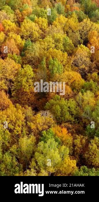 Beautiful autumn scenery. Flight over the forest in fall season. Road ...