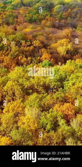 Nature background in autumn colors. Beautiful scenery of trees of a ...