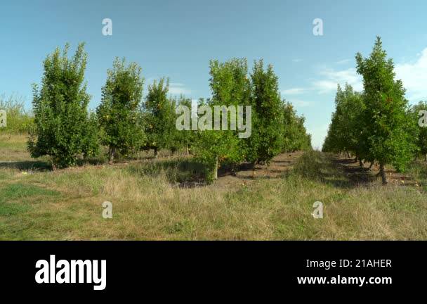 Apple orchard with red apples. Fruit Farm. Branch with apples on ...