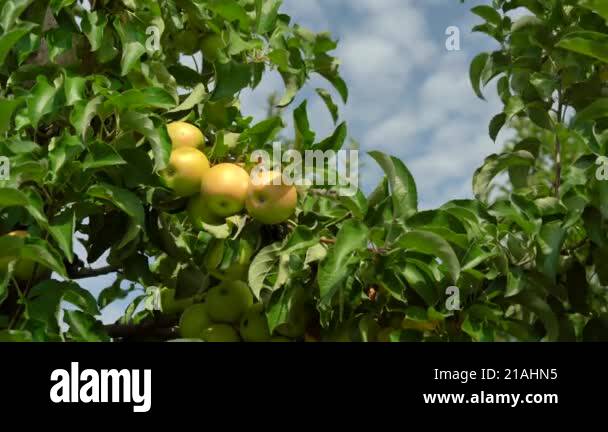 Green branches of apple tree with bountiful harvest of fruits in garden ...