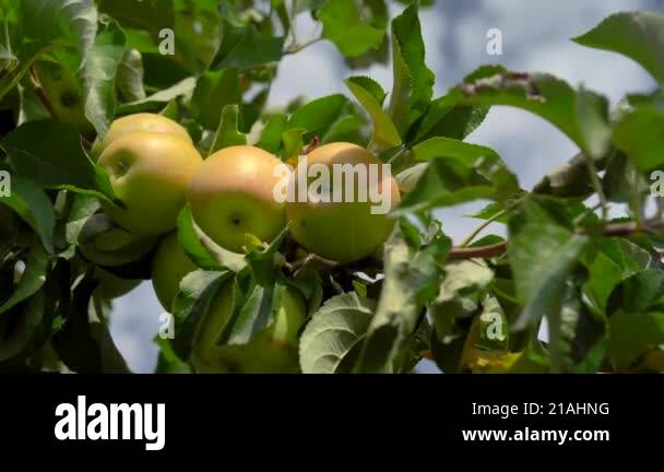 A ripe green apple with raindrops on an apple tree branch in the summer ...