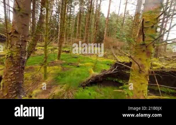 FPV Flight through a forest - A captivating and enchanting forest scene ...