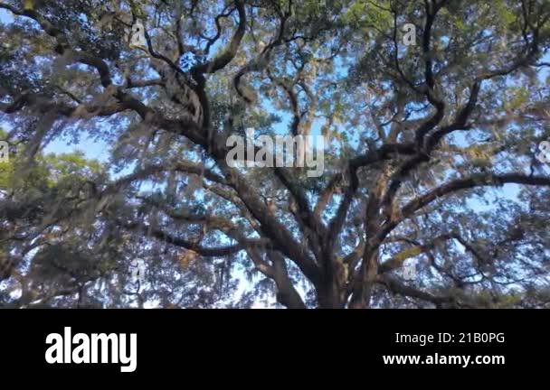 Southern Live Oak trees against blue sky - travel photography Stock ...