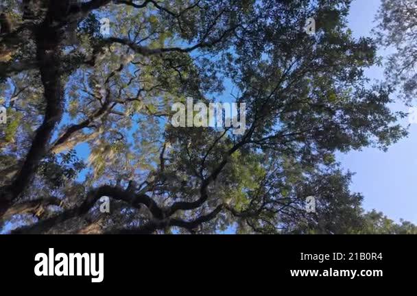 Southern Live Oak trees against blue sky - travel photography Stock ...