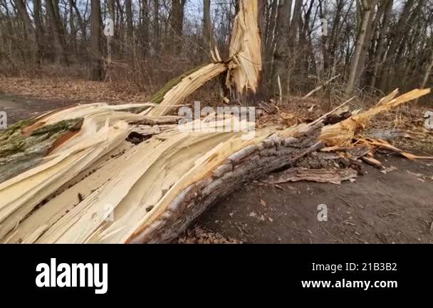 a jam on the river from fallen stumps and branches. floating debris ...