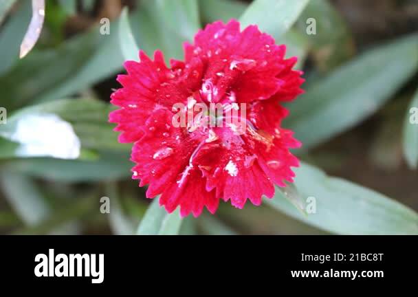 Red fresh Carnation flowers in a green garden Stock Video Footage - Alamy