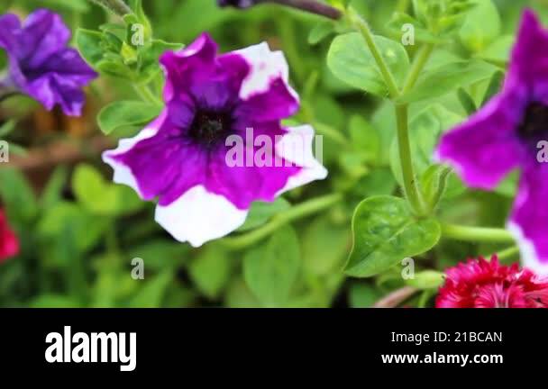 Petunia, Grandiflora, Hedgiflora, Multiflora, Milliflora Purple pink ...
