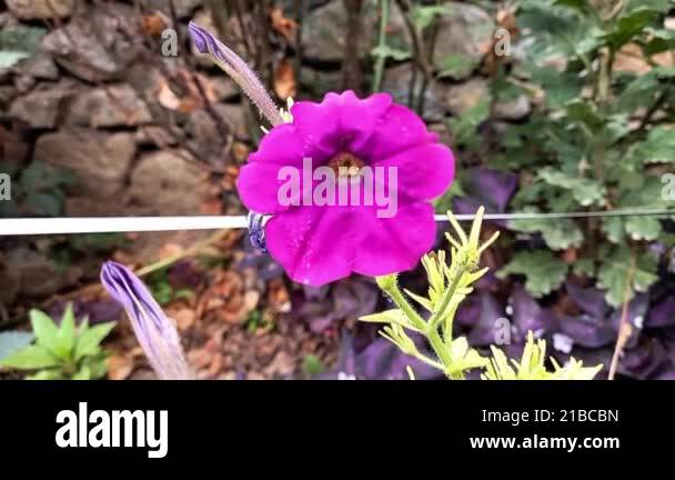 Petunia, Grandiflora, Hedgiflora, Multiflora, Milliflora Purple pink ...