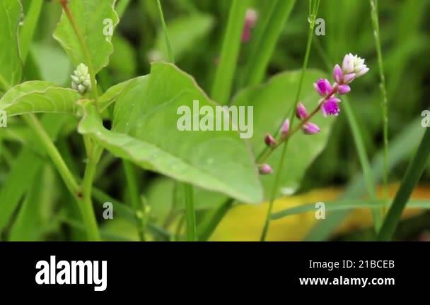 Digera muricata or false Amaranth close up footage Stock Video Footage ...