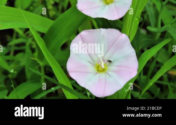 Field bindweed, Convolvulus scammonia, Morning glory or Japanese ...