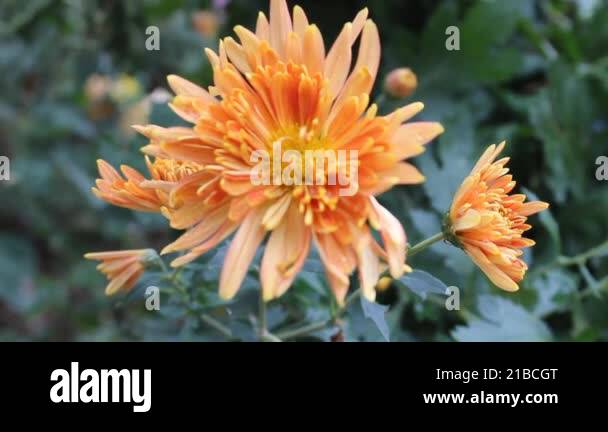 Chrysanthemum, Spoon Mums or chrysanths footages Stock Video Footage ...