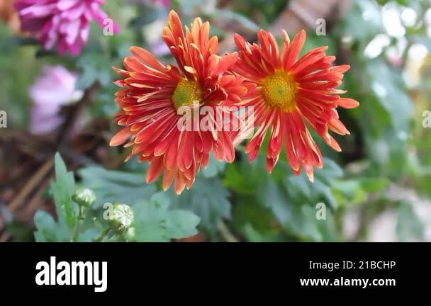 Chrysanthemum, Spoon Mums or chrysanths footages Stock Video Footage ...