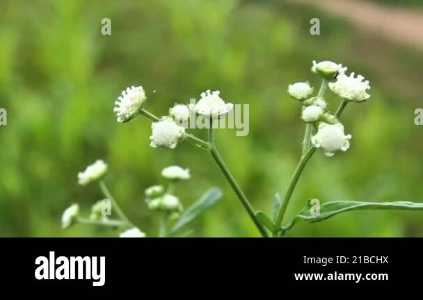 Santa Maria feverfew or Parthenium hysterophorus Stock Video Footage ...