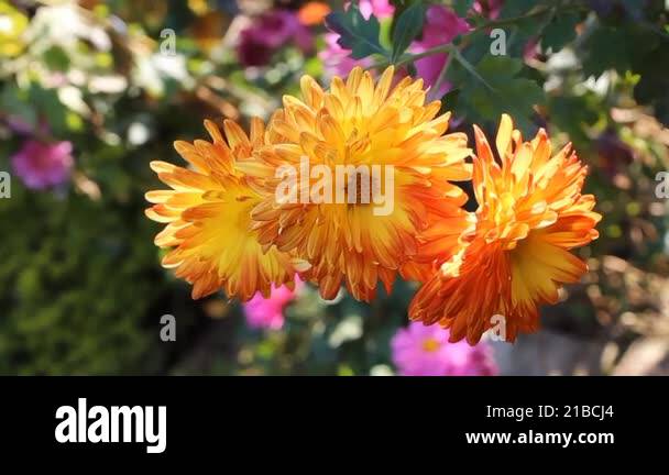 Chrysanthemum, Spoon Mums or chrysanths footages Stock Video Footage ...