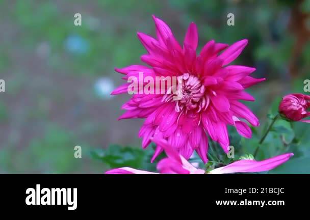 Chrysanthemum, Spoon Mums or chrysanths footages Stock Video Footage ...