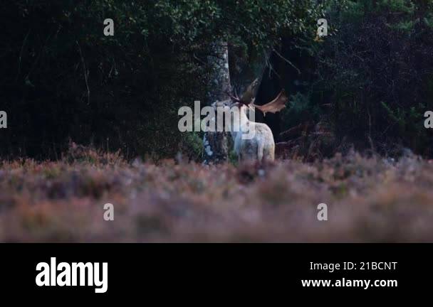 deer in the new forest rubbing up tree Stock Video Footage - Alamy