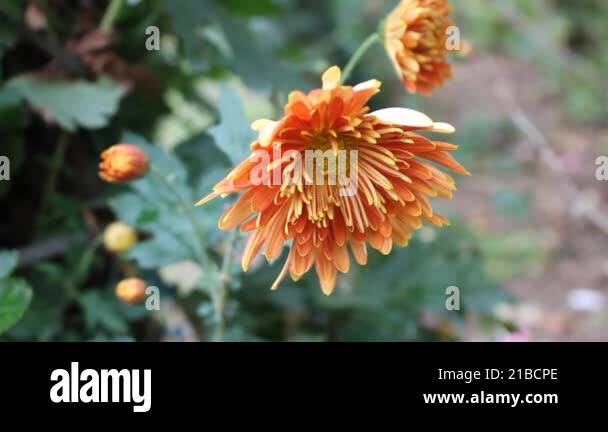Chrysanthemum, Spoon Mums or chrysanths footages Stock Video Footage ...