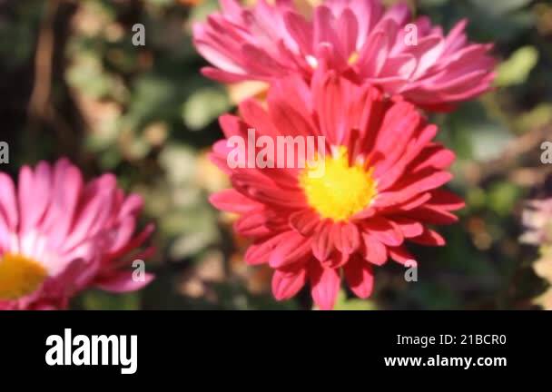 Chrysanthemum, Spoon Mums or chrysanths footages Stock Video Footage ...