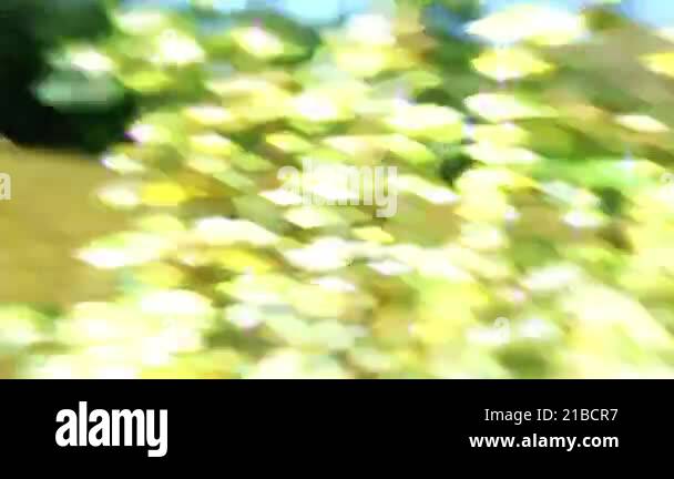 Abyssinian rose Mountainy Plant flowers Stock Video Footage - Alamy