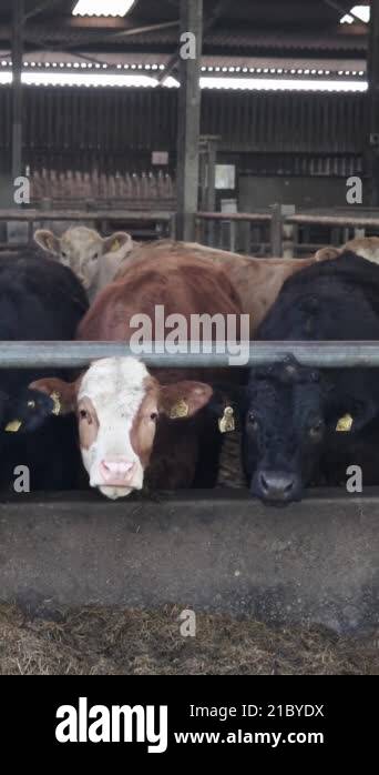The cattle are attentively eating from a trough inside of a large barn ...