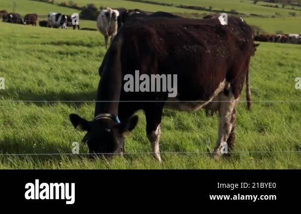 A single cow, black with white spots, is the focus. It's eating grass ...