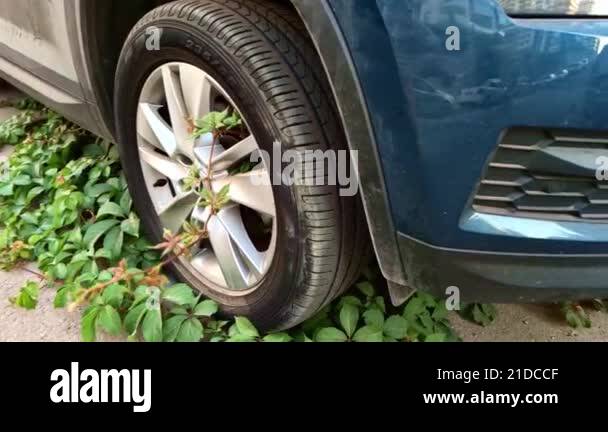 Car tire covered by creeping ivy, nature reclaiming urban space, plants ...