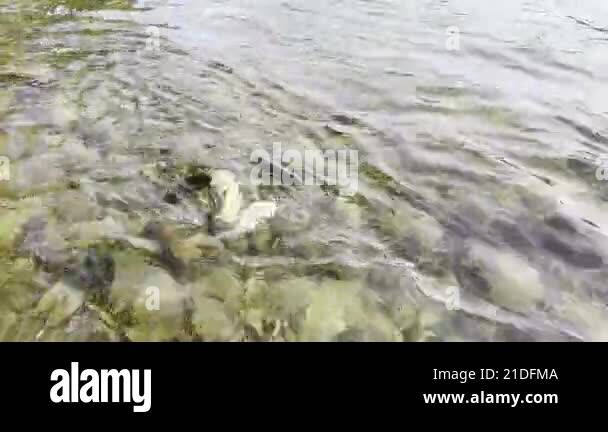Pacific Ocean native or wild salmon being reeled in on the Skagit river ...