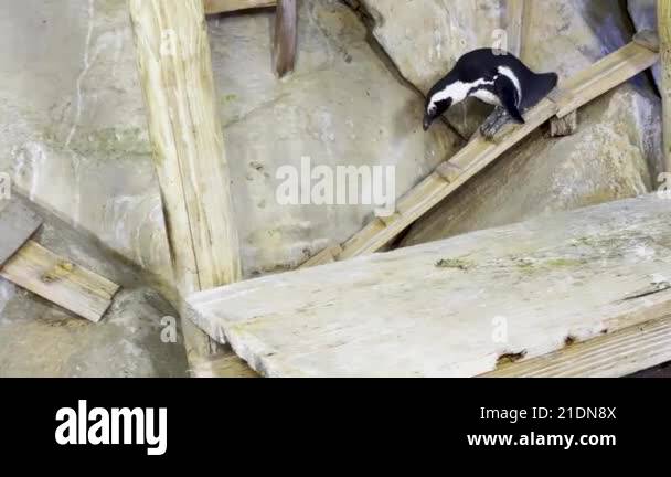 African Penguin Sliding Down a Wooden Ramp in a Zoo Enclosure with ...
